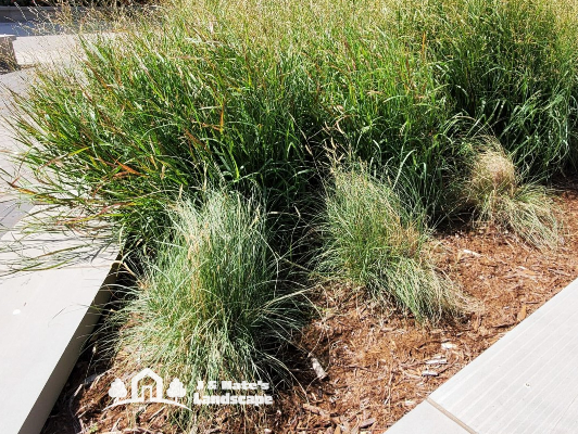 The Best Native Grasses for Oklahoma Lawns and Gardens - Emerald Edges Oklahoma